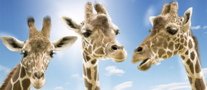 5 exercises for perfect language learning - job and education